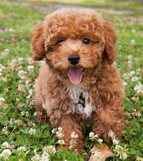 Brown Poodle Mix