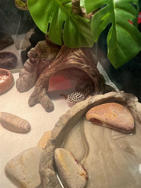 Leo R Leopardgeckos
