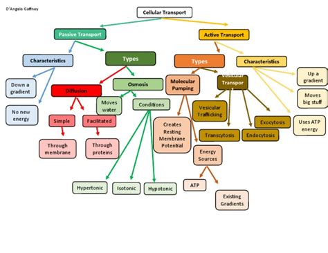 Passive Transport Concept Map