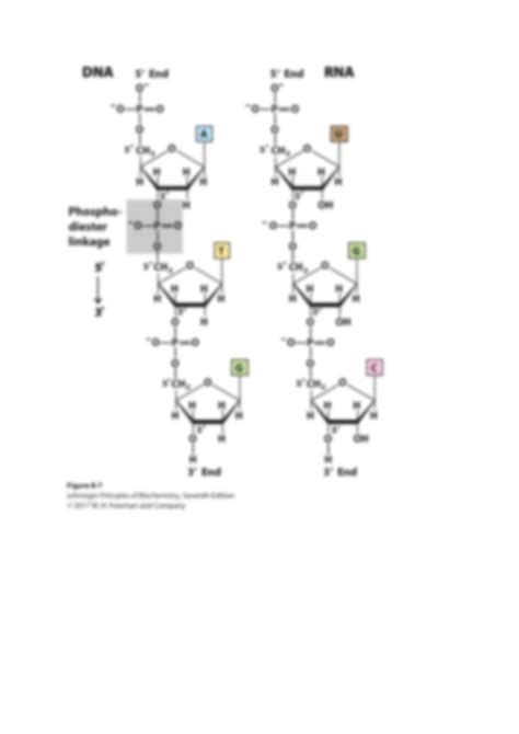Nucleic Acids Trivia At Arnold Emerson Blog