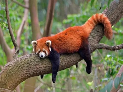 Discover The Ring Tailed Lemur Habitat Behavior And Facts