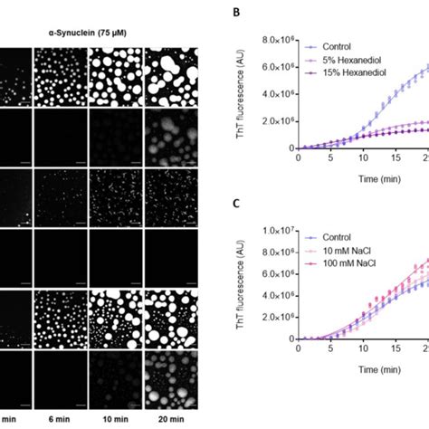 Secondary Processes Dominate ⍺ Synuclein Aggregate Proliferation Within