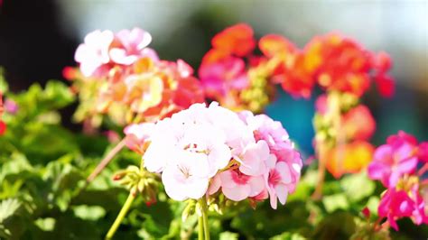 20분 안에 잠을 자게하는 기적의 음악 명상음악 치유음악 힐링음악 치유음악 잠잘때 듣는 음악 잠잘오는음악 수면유도음악 수면음악 Youtube