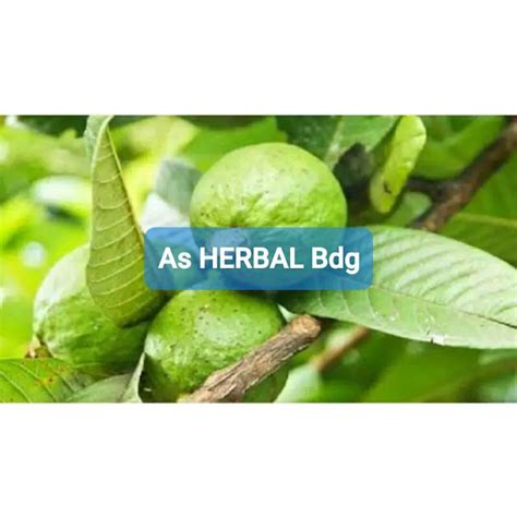 Jual Jambu Biji Muda Fresh 500 Gram Shopee Indonesia