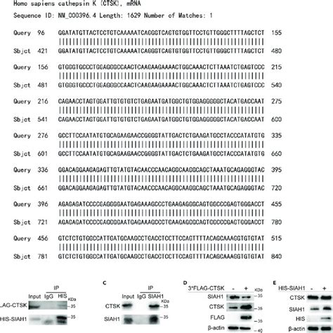 Ctsk Is An Interacting Protein Of Siah1 Download Scientific Diagram
