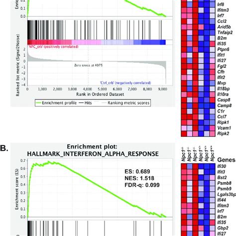 Gsea Reveals The Activation Of A Interferon Gamma Response And B Download Scientific