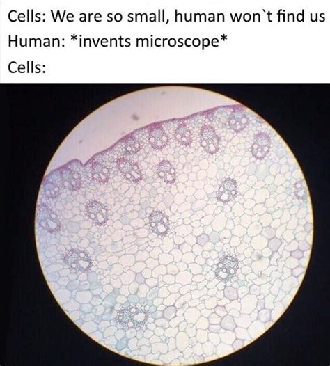 Cells Under A Microscope Rpareidolia