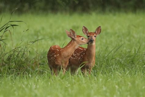 Whitetail Deer Fawn Photo Etsy