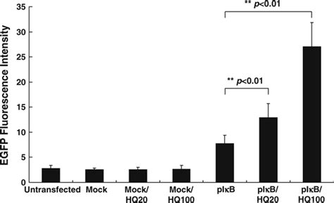 Fluorescence Intensity Induced By Hq Treated Piκbegfp Transfected Huh