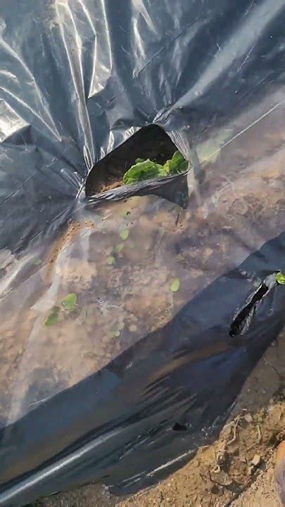 감자 새싹이났어요 Youtube