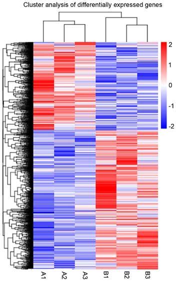 hierarchical cluster of differentially expressed genes hierarchical