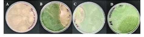 Interaction Between Trichoderma Asperellum And Alternaria Sp Isolates Download Scientific