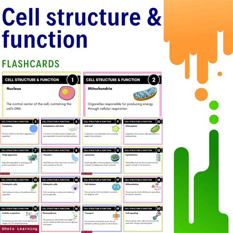 Cell Biology Flashcards: Master Cell Structure & Functions!