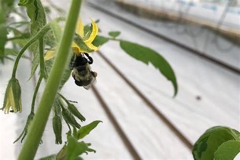 How Does Buzz Pollination Work Koppert Canada