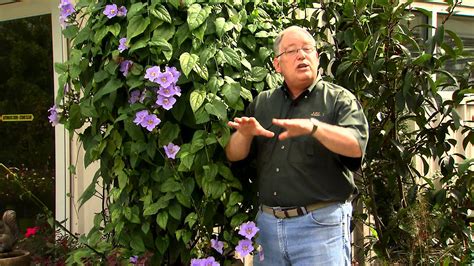 Sky Flower Secrets Your Ultimate Us Growing And Care Guide Tips