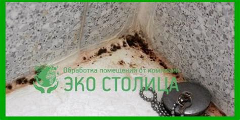 Как избавиться от мокриц в квартире в ванной