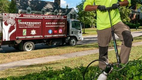 12 Tree Trunk Problems How To Identify And Fix These Common Ne Ohio