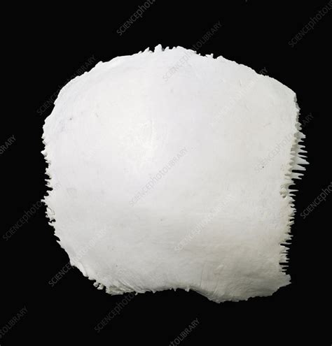 Right Parietal Bone External Surface Stock Image C0127910