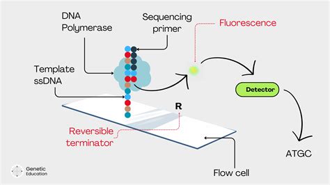 What And Why Is Reversible Terminator Used In Ngs Genetic Education