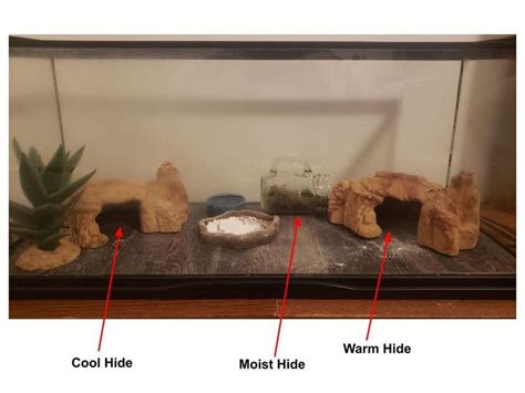 Warm hide, cool hide and moist hide for Leopard Geckos