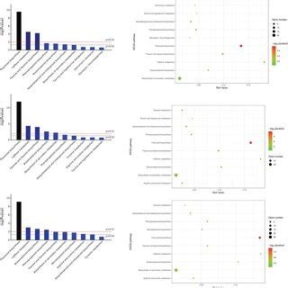 Metabolic Correlation Network Diagrams At Three Harvesting Periods A Download Scientific