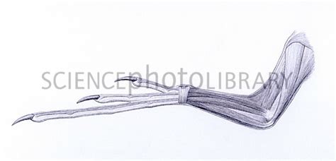 Scansoriopteryx Pictures And Facts The Dinosaur Database