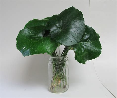 Galax Leaf Small Flowers