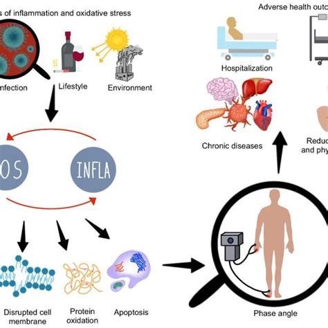 The Relation Between Inflammation Oxidative Stress Cellular Damage