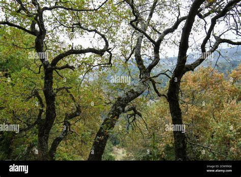 Oak Logs In The Forest Stock Photo Alamy