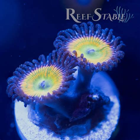 Zoanthids For Sale Zoa Coral For Sale Best Place To Buy Coral Online