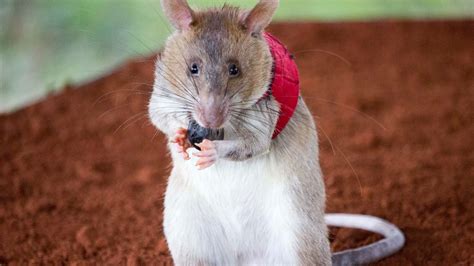 How Hero Rats Help In Wildlife Trafficking