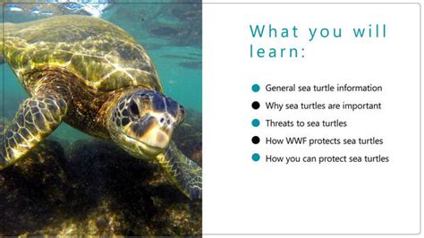 Teaching Tools About Sea Turtles And Oceans Educators Toolkits WWF