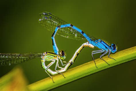 Paarungsrad Der Libellen Foto And Bild Makro Natur Nahaufnahme Bilder