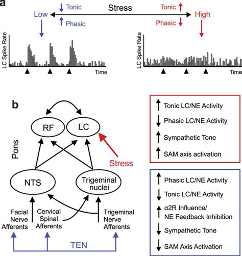 Neurons In The LC Dynamically Shift Between Tonic And Phasic Firing