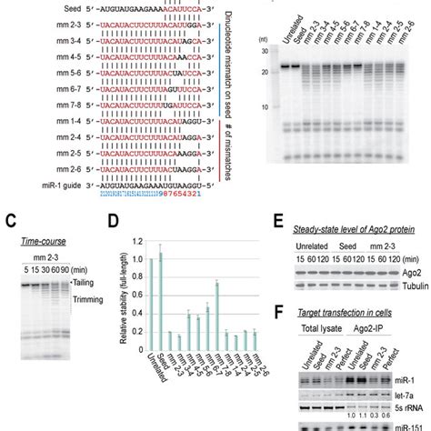 Schematic Diagram Depicting The Principle Of Stem Loop Primer Based Download Scientific