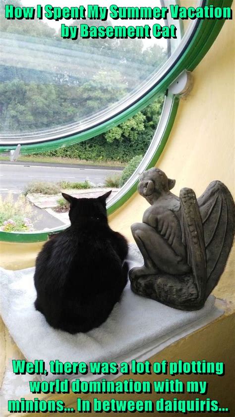 Summer Vacation By Basement Cat Lolcats Lol Cat Memes Funny Cats Funny Cat Pictures