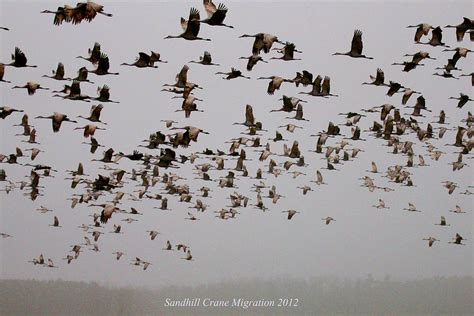 Sandhill Crane Migration Photograph By Jackson Pearson Fine Art America