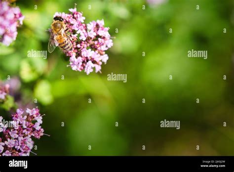 Honey Bee Collecting Nectar On A Flower Of The Flower Butterfly Bush Busy Insects From Nature