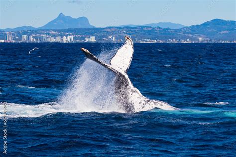 Humpback Whales Tail Slapping At The Start Of Their Annual Migration