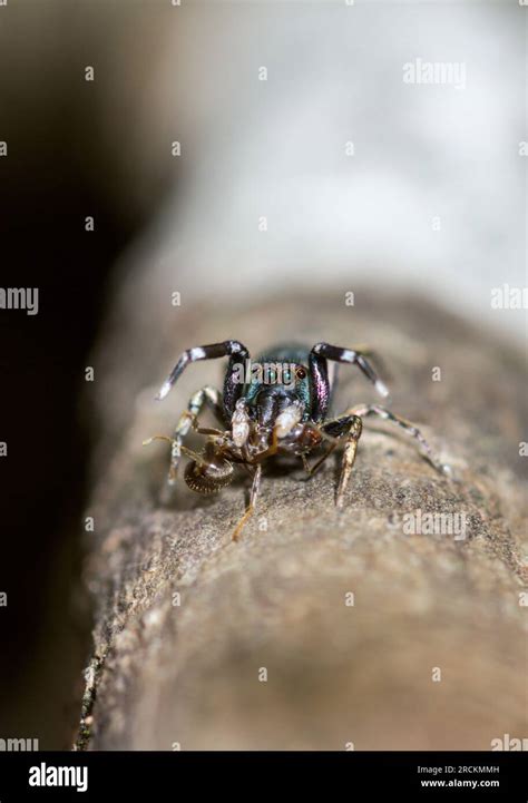 Japanese Ant Mimic Jumping Spider Siler Cupreus Feeding On Ant