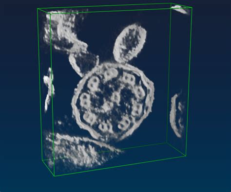 Stem Tomography Jeol Resources