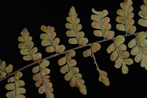 Asplenium Sp Aff Cuneatum Ferns And Lycophytes Of The World