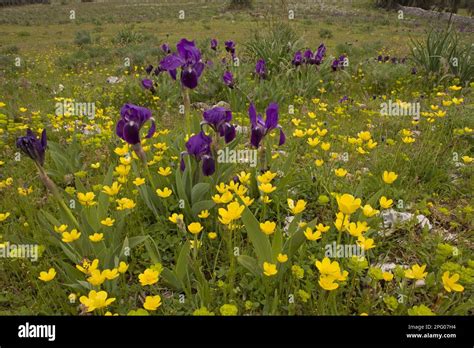 Purple Form Of The Crimean Iris Iris Lutescens With Ranunculus