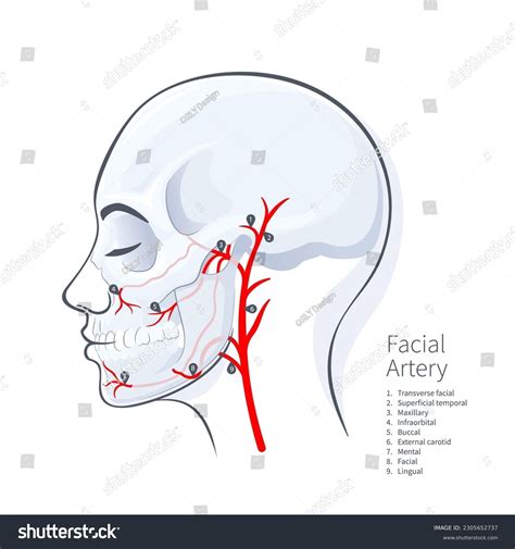 Transverse Facial Artery