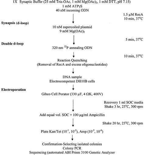 Gene Targeting Assay Using Double D Loop Substrates Incoming