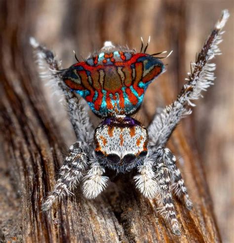 Jurgen Otto S Peacock Spiders A Gallery From Afternoons Artofit