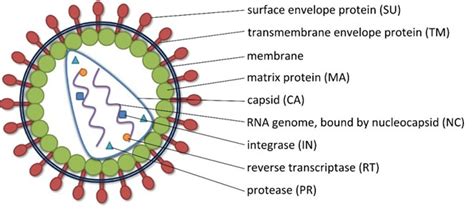 Rna结构模式图 R图 D分子模式图 大山谷图库