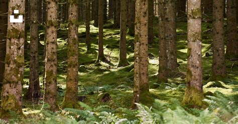 키 큰 나무가 많이 우거진 숲 사진 Unsplash의 무료 자연 이미지