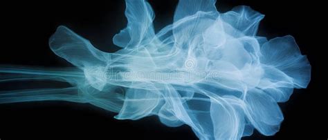 X Ray View Revealing The Intricate Beauty Of An Iris Flower S Structure And Design Stock Image