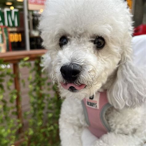 일산 2022 0091 푸들 늘보 책임분양 파티푸들 샴 광주애견분양 말티즈성격 부산유기견 마메시바 부산유기견보호센터 시바견가정분양 강아지무료분양 고양이무료분양